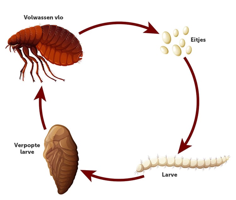 Hoeveel eitjes kan een vlo leggen?