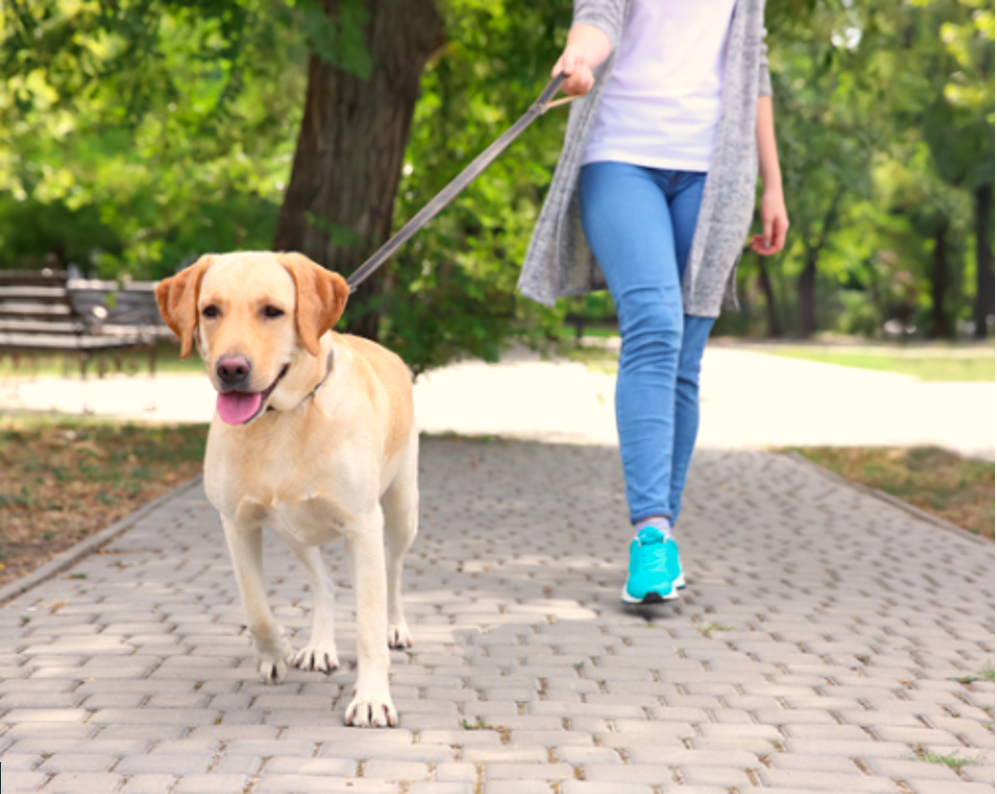 Alles Wichtige rund um den Spaziergang mit meinem Hund